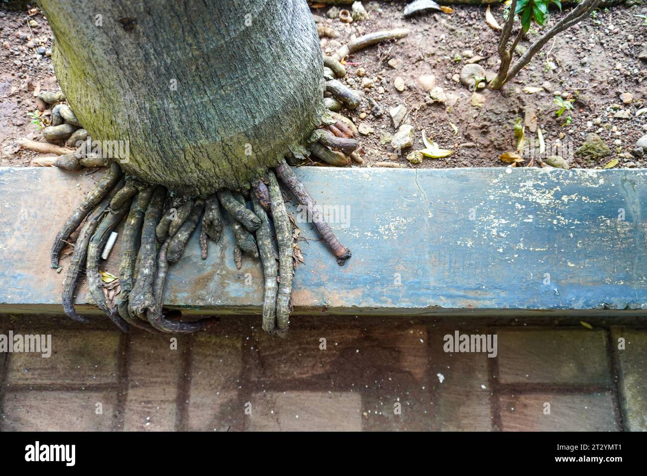 Selective focus on the intricate root fibers of a palm tree emerging ...