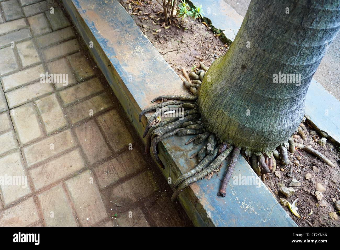 Selective focus on the intricate root fibers of a palm tree emerging ...