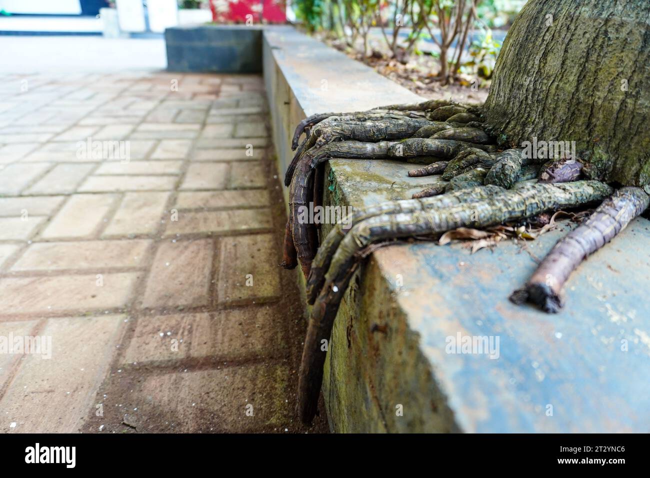 Detailed view of palm tree root fibers breaking through the cement ...