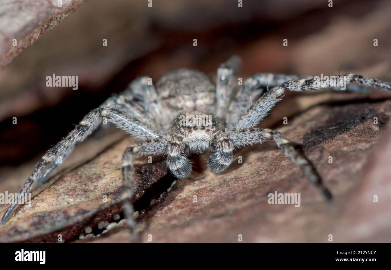 Rare Male Running Crab Spider on Pine (Philodromus emarginatus ...