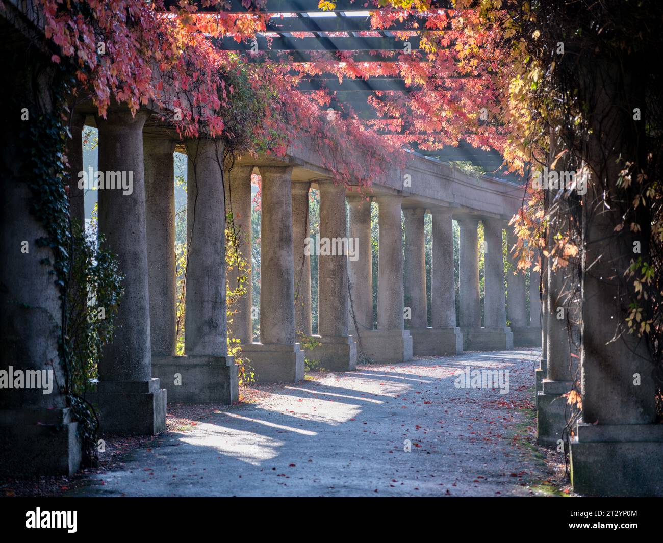 Centennial Hall pergola autumn colorful creepers Rich superb multicolor ...