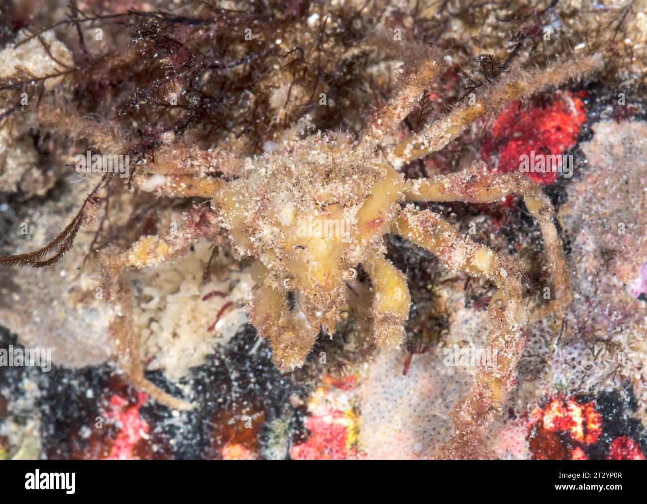 Scorpion Spider Crab camouflaged with sponges (Inachus dorsettensis ...