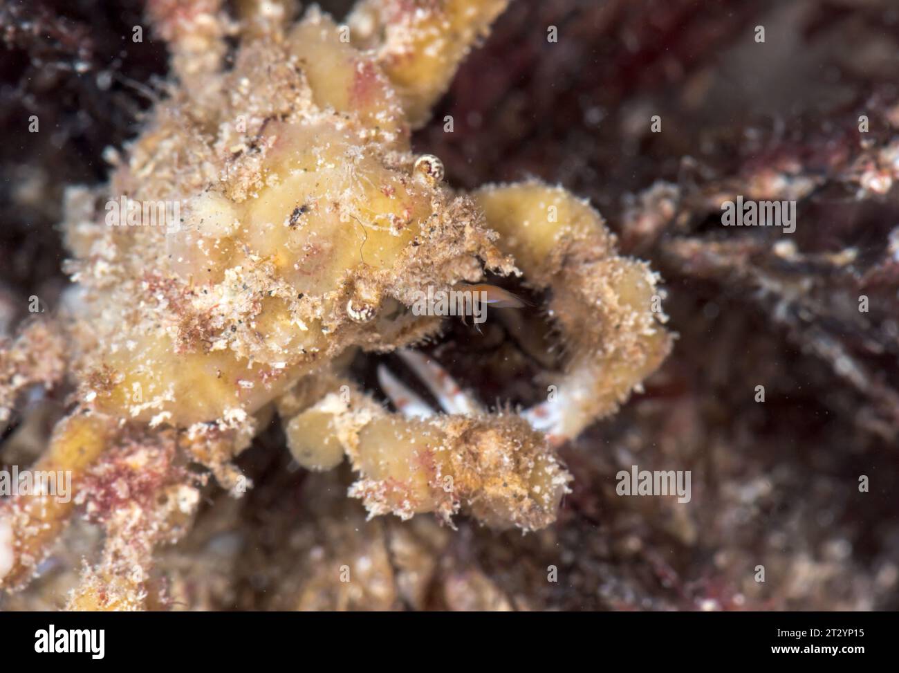 Scorpion Spider Crab camouflaged with sponges (Inachus dorsettensis ...