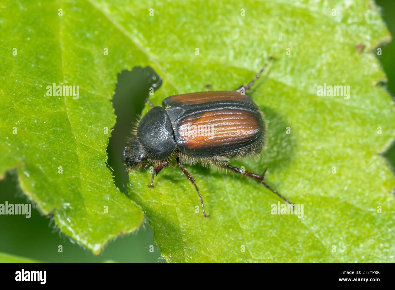 Omaloplia ruricola hi-res stock photography and images - Alamy