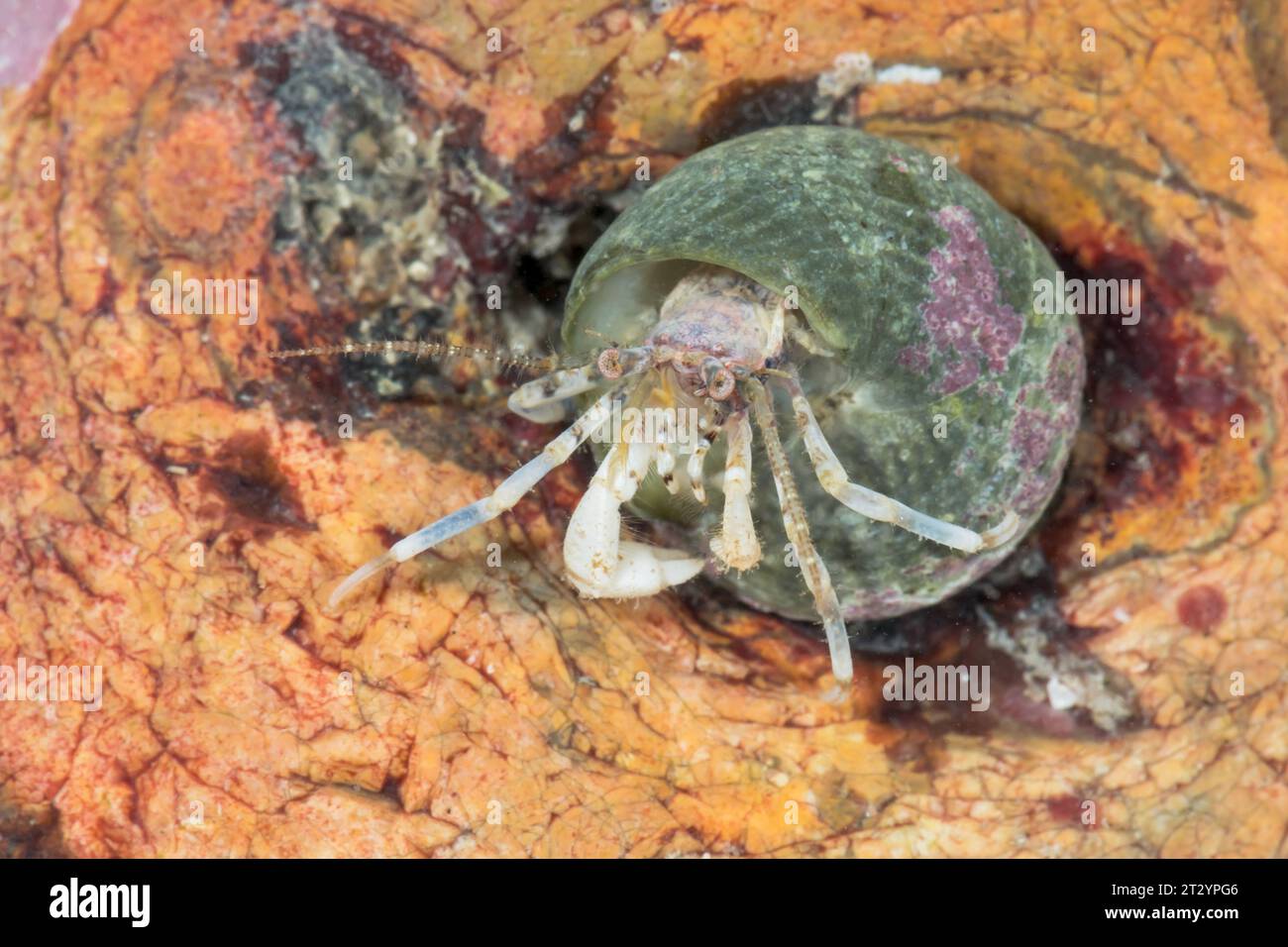 Small Hermit Crab (Anapagurus (Spiropagurus) hyndmanni), Paguridae ...
