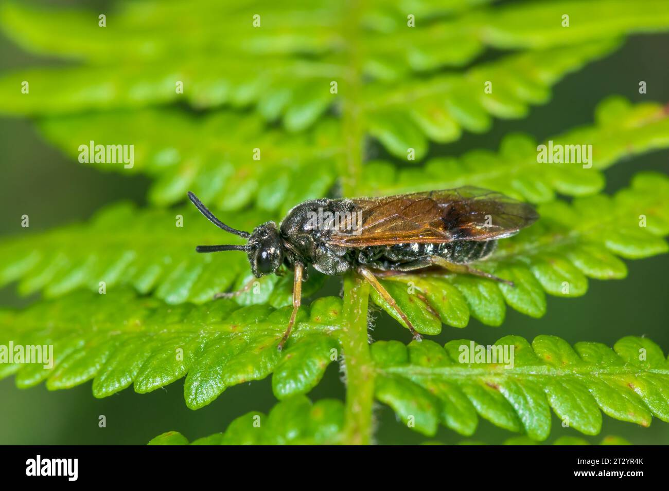 Fusehorn hi-res stock photography and images - Alamy