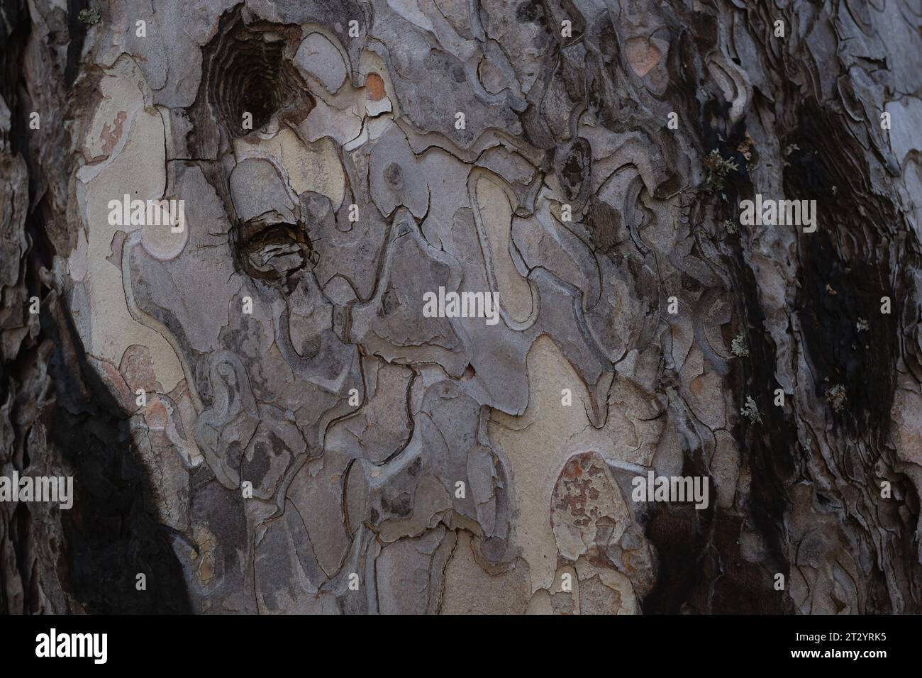 Bark on a tree. Old tree. close-up of bark. macro photography ...