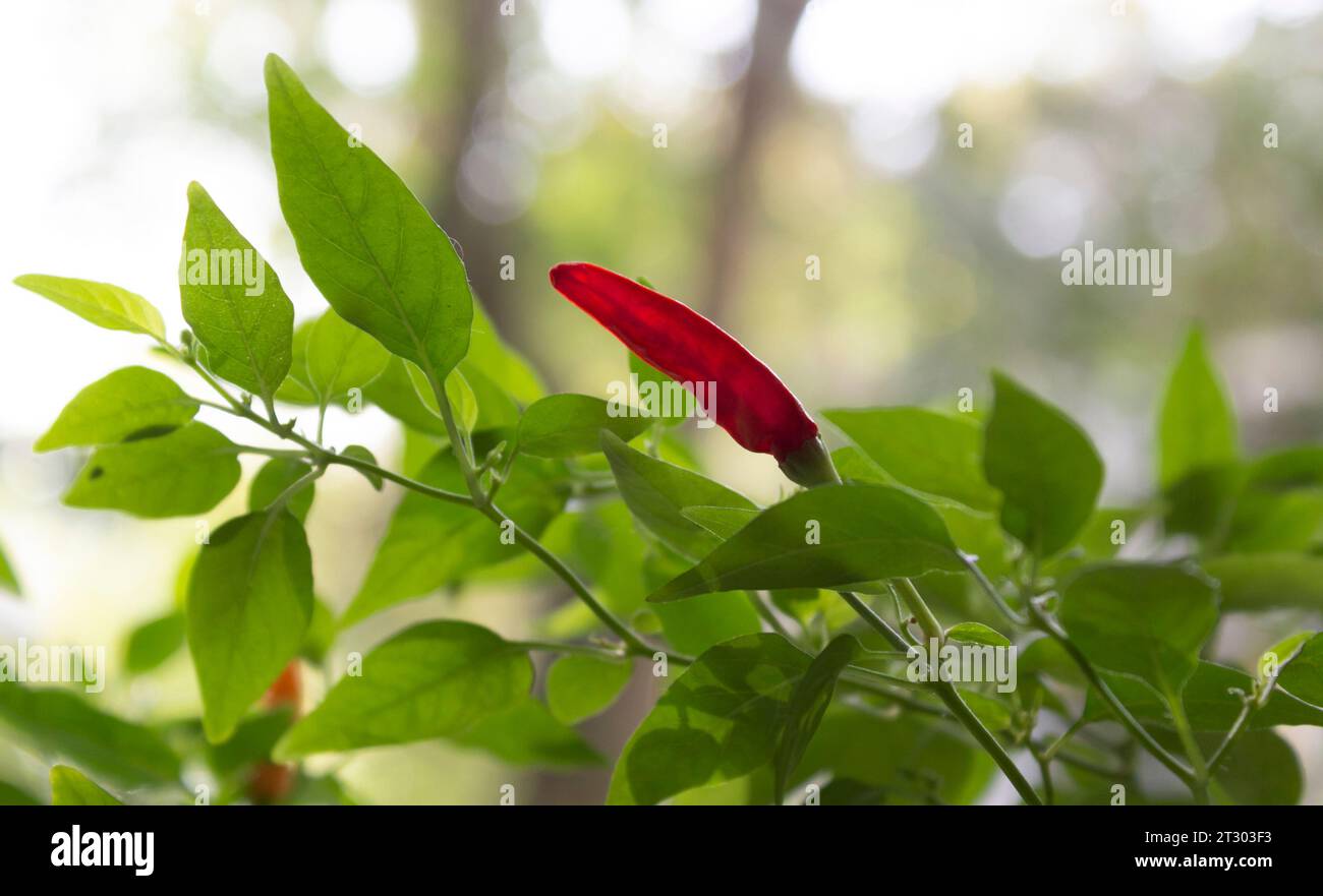 Windowsill pot pepper chilli hi-res stock photography and images - Alamy