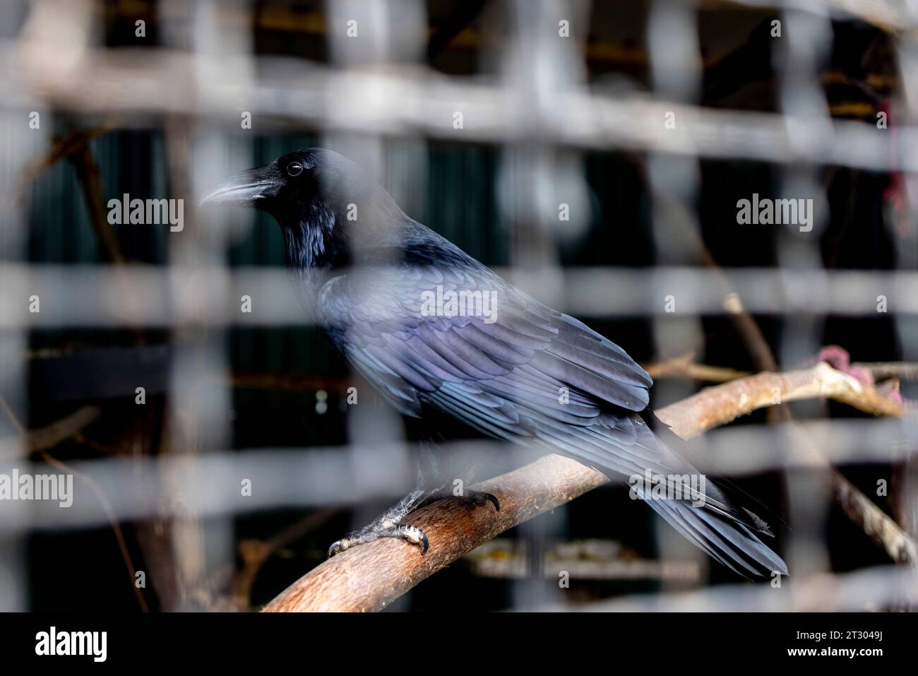 Raven in a cage hi-res stock photography and images - Alamy