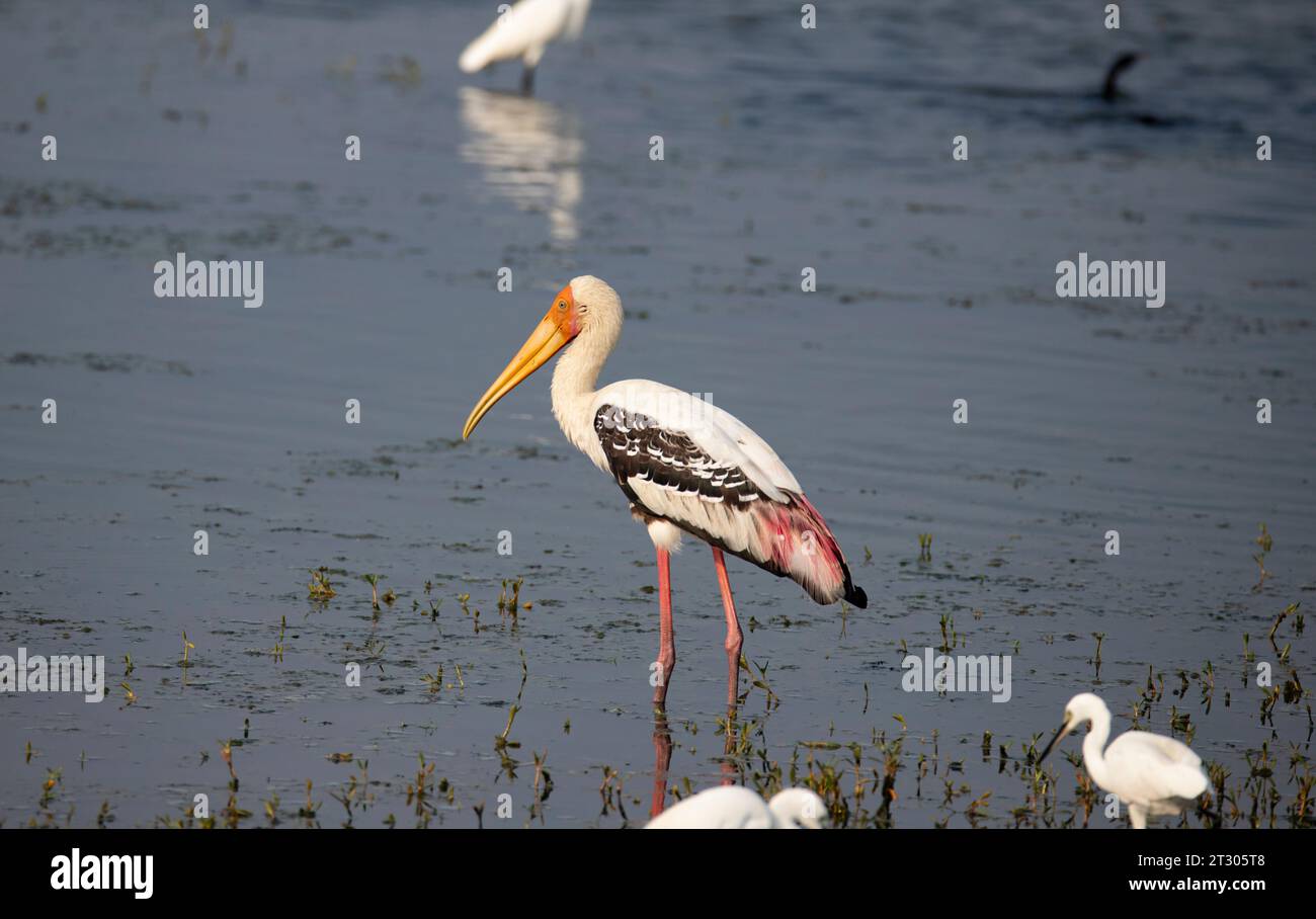 Adult painted stork (Mycteria leucocephala), foraging in a lake Stock ...