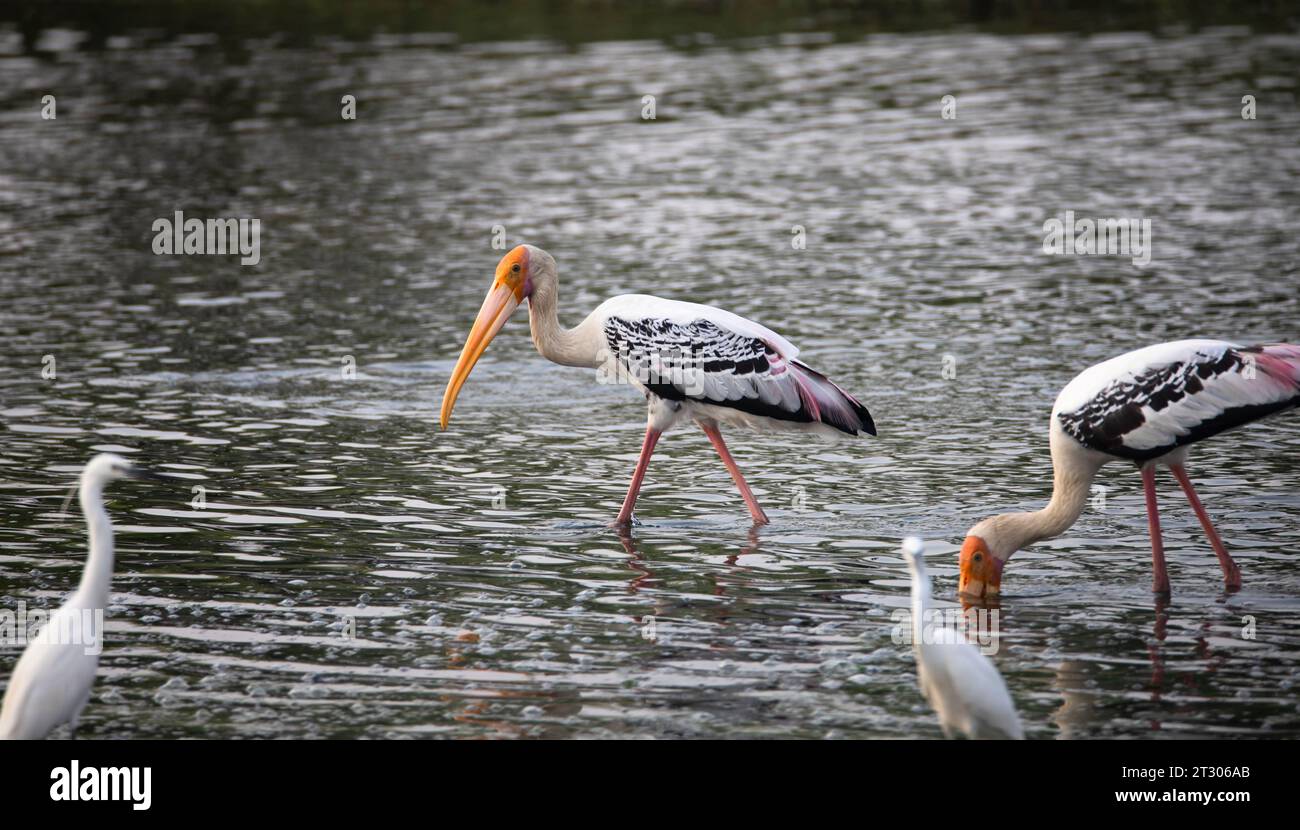 Adult painted storks (Mycteria leucocephala), foraging in a lake Stock ...