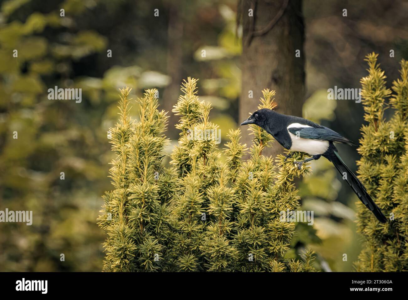 A black and white Magpie perched atop a bush Stock Photo - Alamy