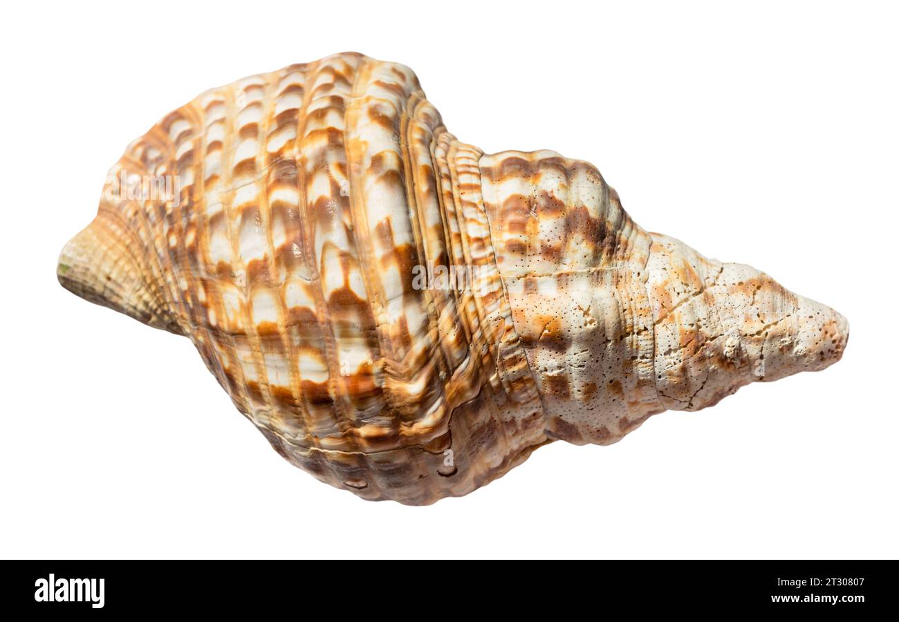 dried sea shell of charonia mollusk isolated on white background Stock ...