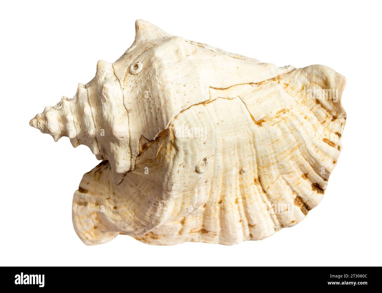 dried sea conch of mollusk isolated on white background Stock Photo - Alamy