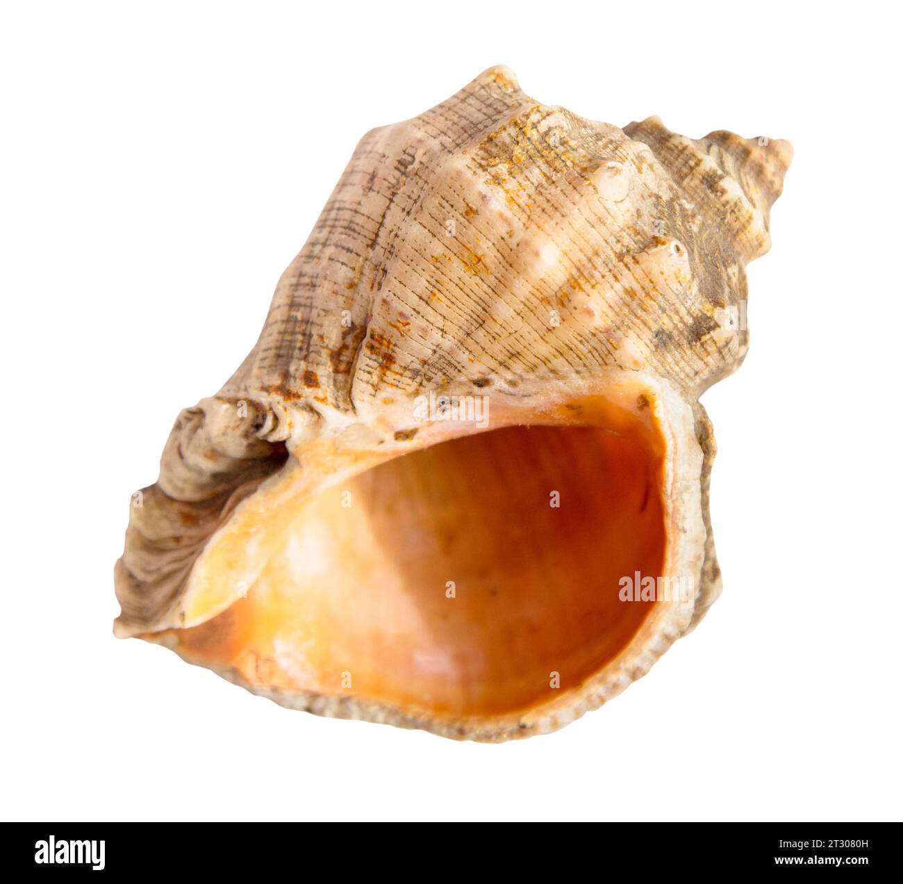 empty sea shell of rapana mollusk isolated on white background Stock ...