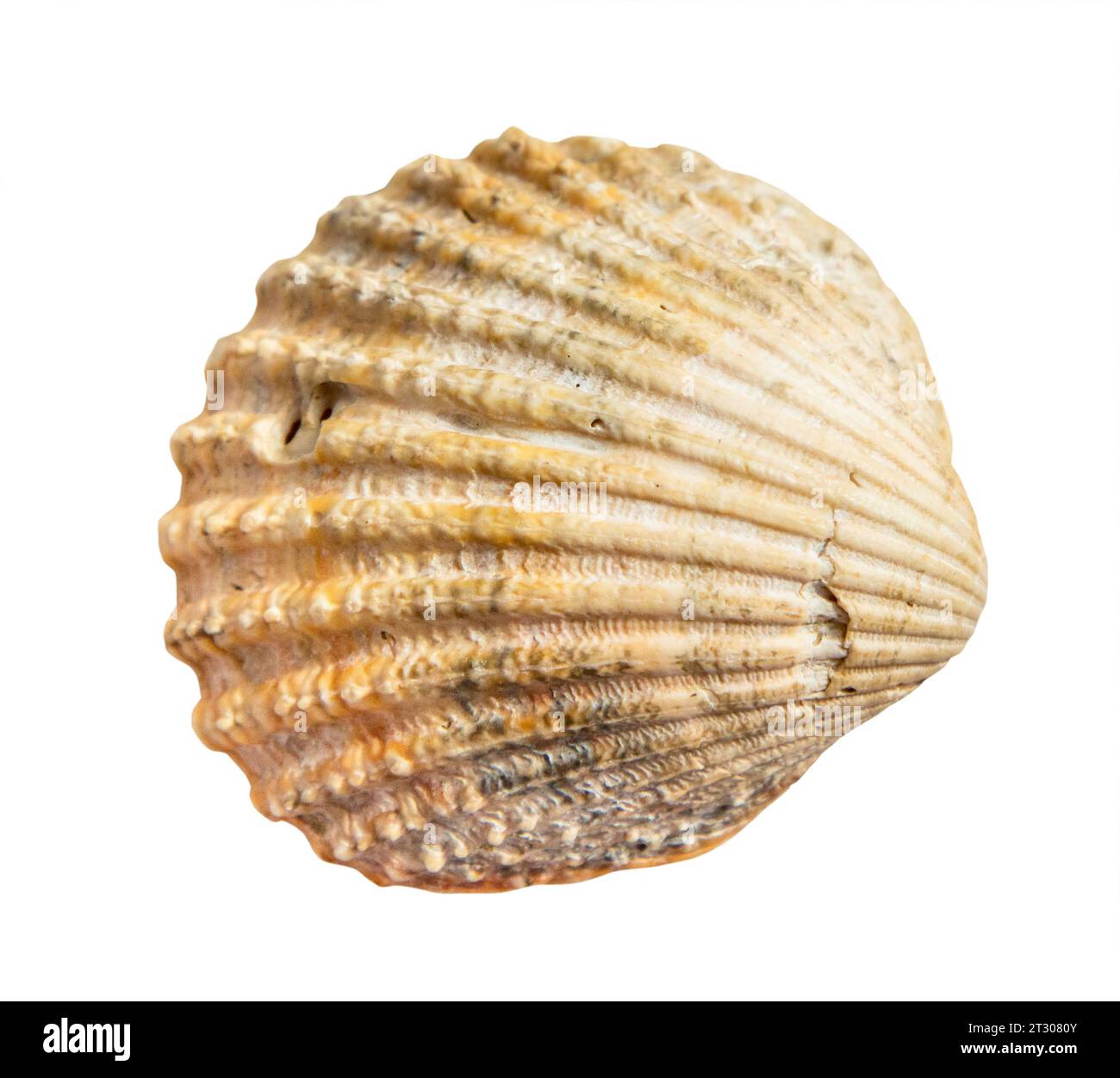 dried sea shell of clam mollusc isolated on white background Stock ...