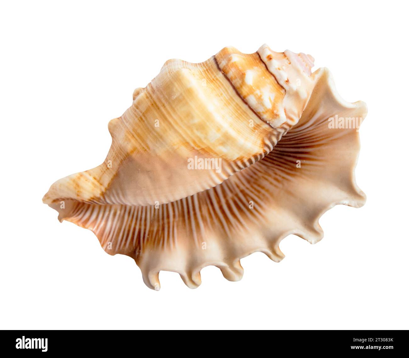 empty sea shell of conch mollusk isolated on white background Stock ...