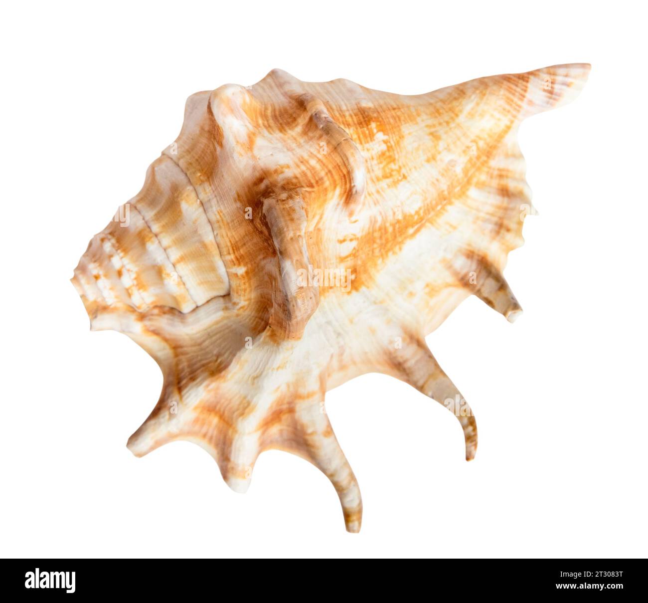 dried sea shell of spider conch isolated on white background Stock ...