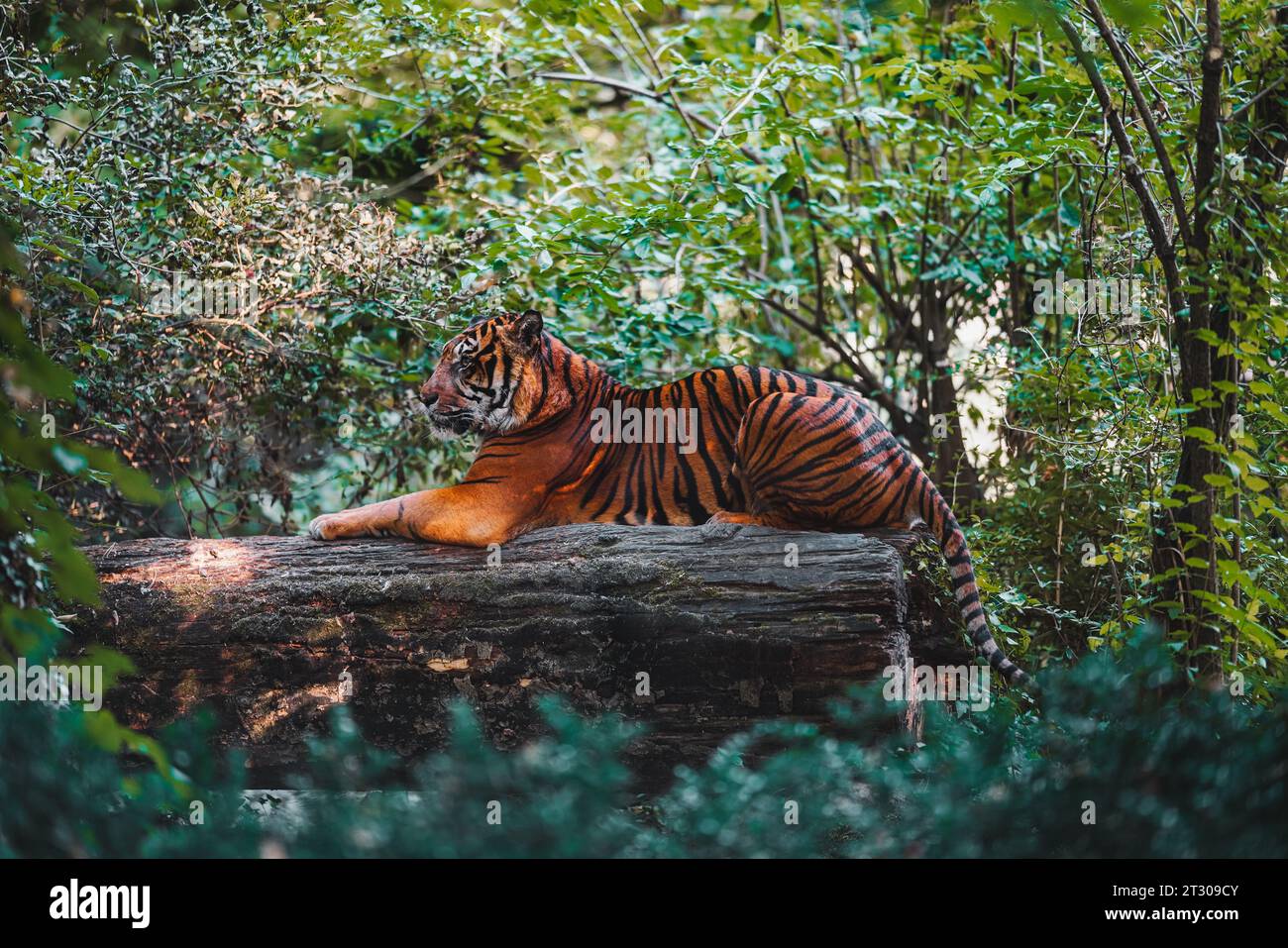 A majestic Bengal tiger perched atop a pine tree in a lush forest ...