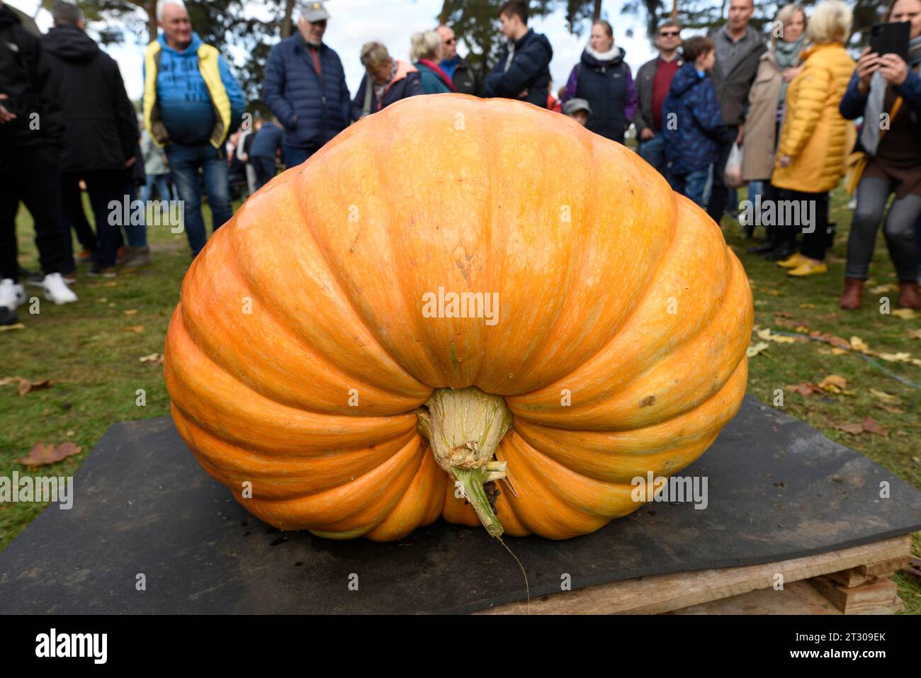 Alt Schwerin, Germany. 22nd Oct, 2023. The winning pumpkin with 209 ...