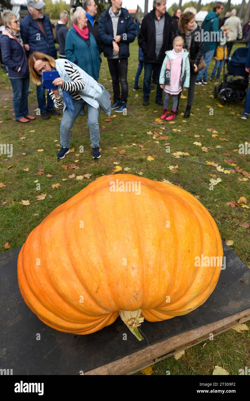 Alt Schwerin, Germany. 22nd Oct, 2023. The winning pumpkin with 209 ...