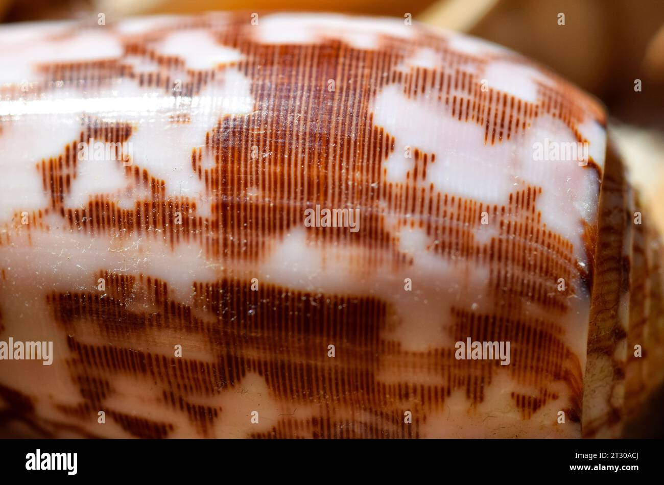 Full frame of seashell hi-res stock photography and images - Alamy