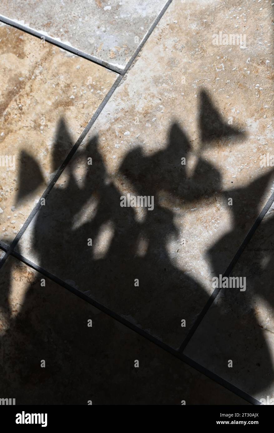 plant shadows on floor Stock Photo - Alamy
