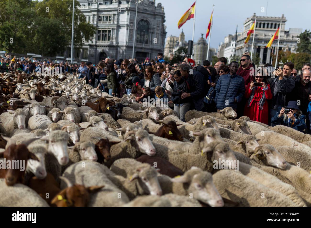 Madrid, Madrid, Spain. 22nd Oct, 2023. More than 1,000 sheep walk ...
