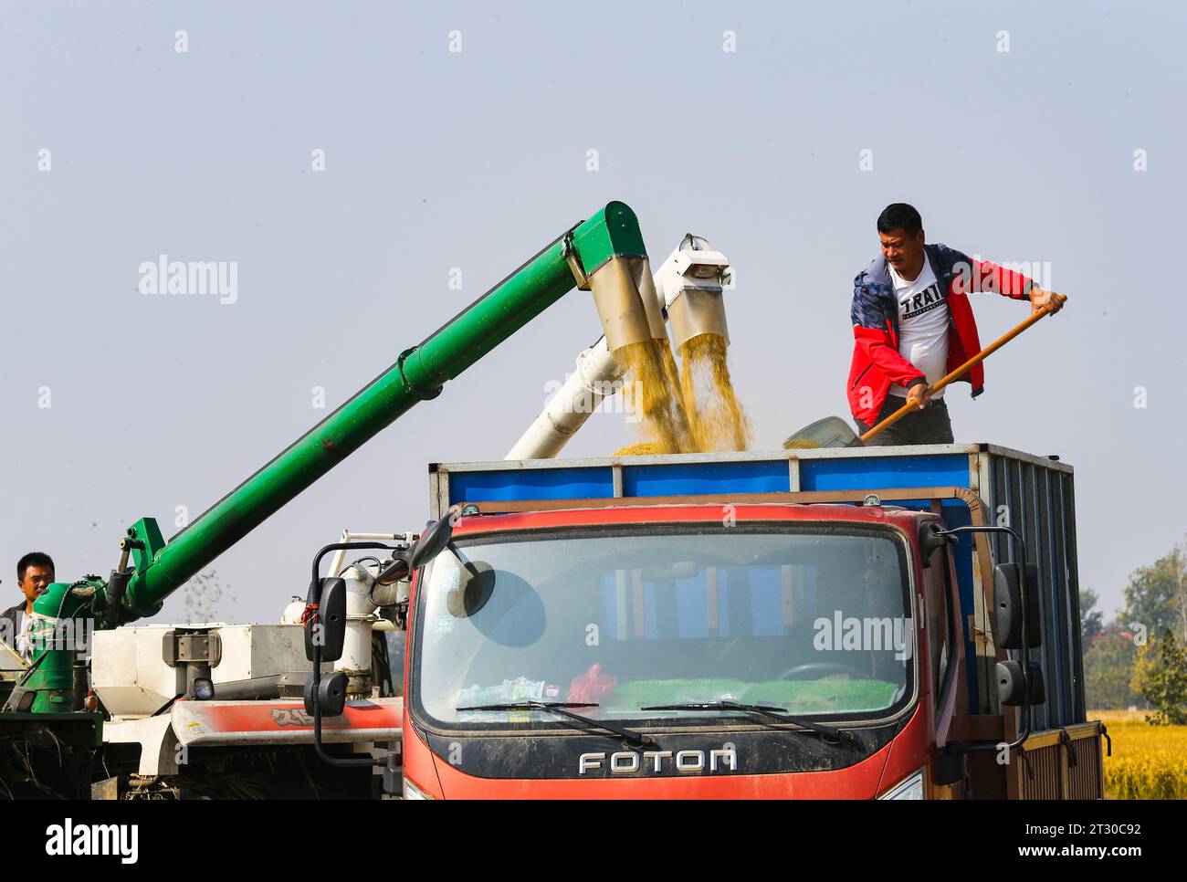 LINYI, CHINA - OCTOBER 22, 2023 - Farmers sort harvested rice on a ...