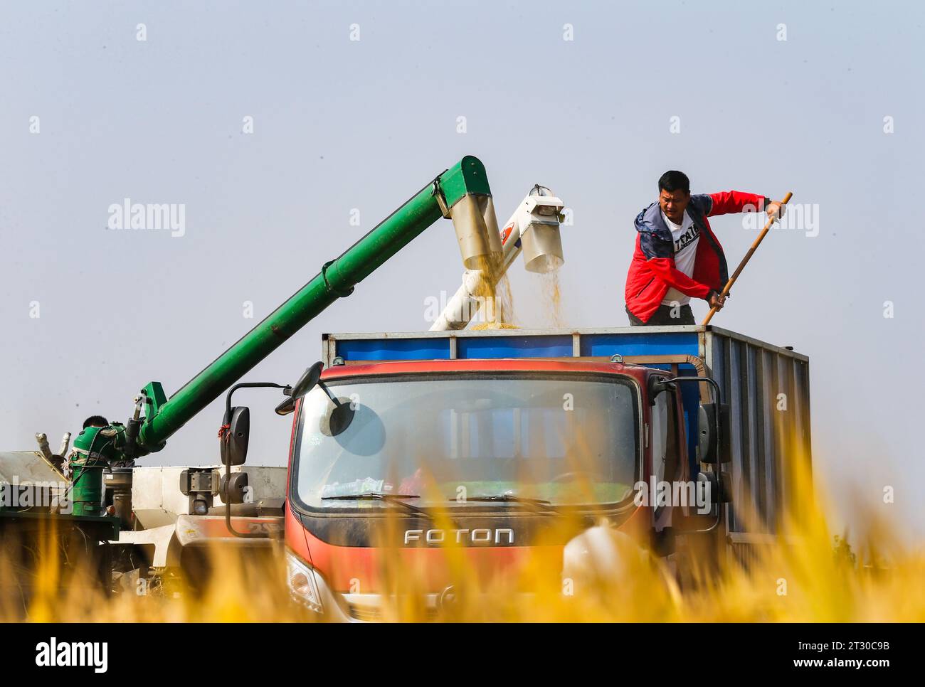 LINYI, CHINA - OCTOBER 22, 2023 - Farmers sort harvested rice on a ...