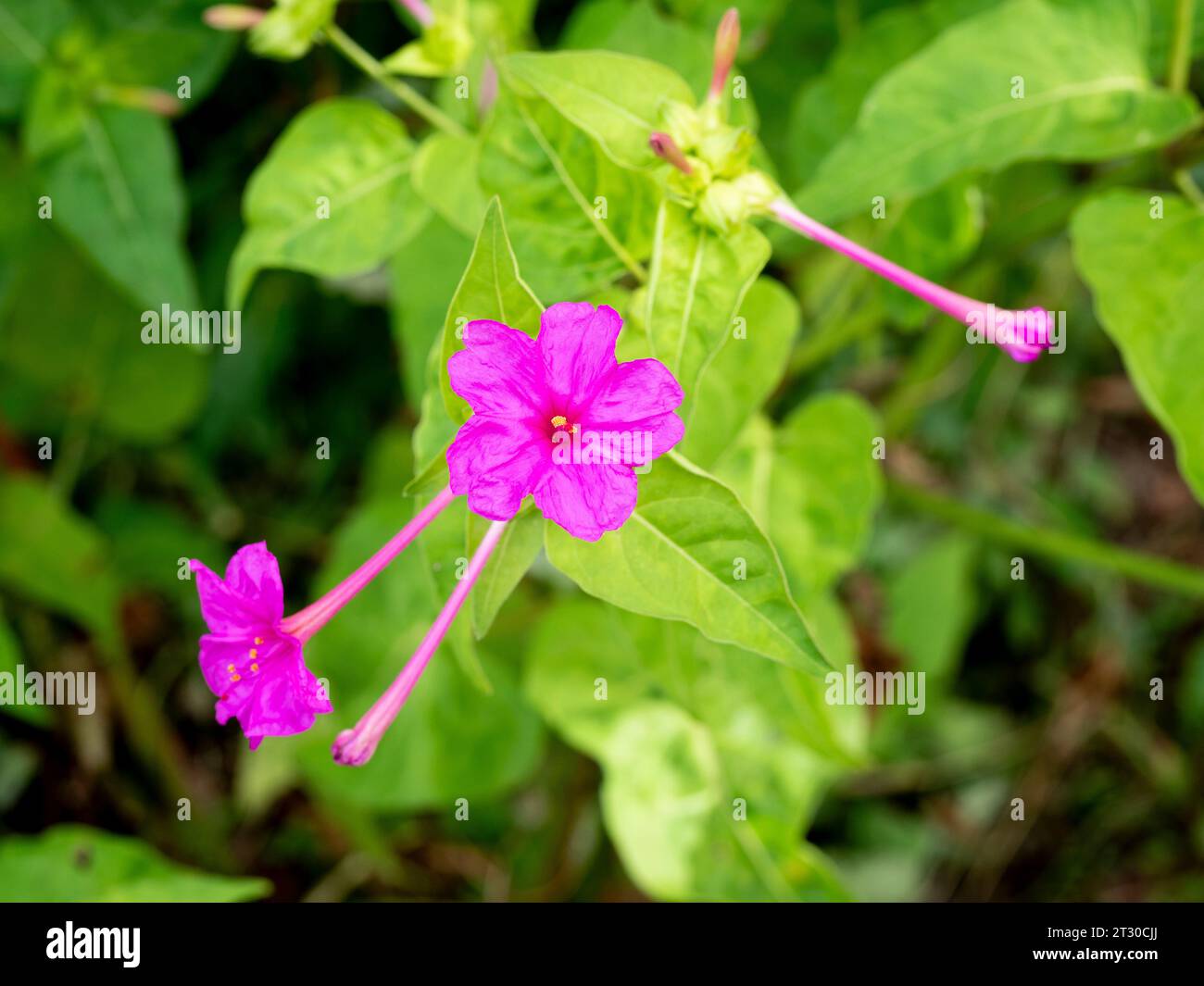 selective focus of a Mirabilis jalapa, marvel of Peru or four o'clock ...