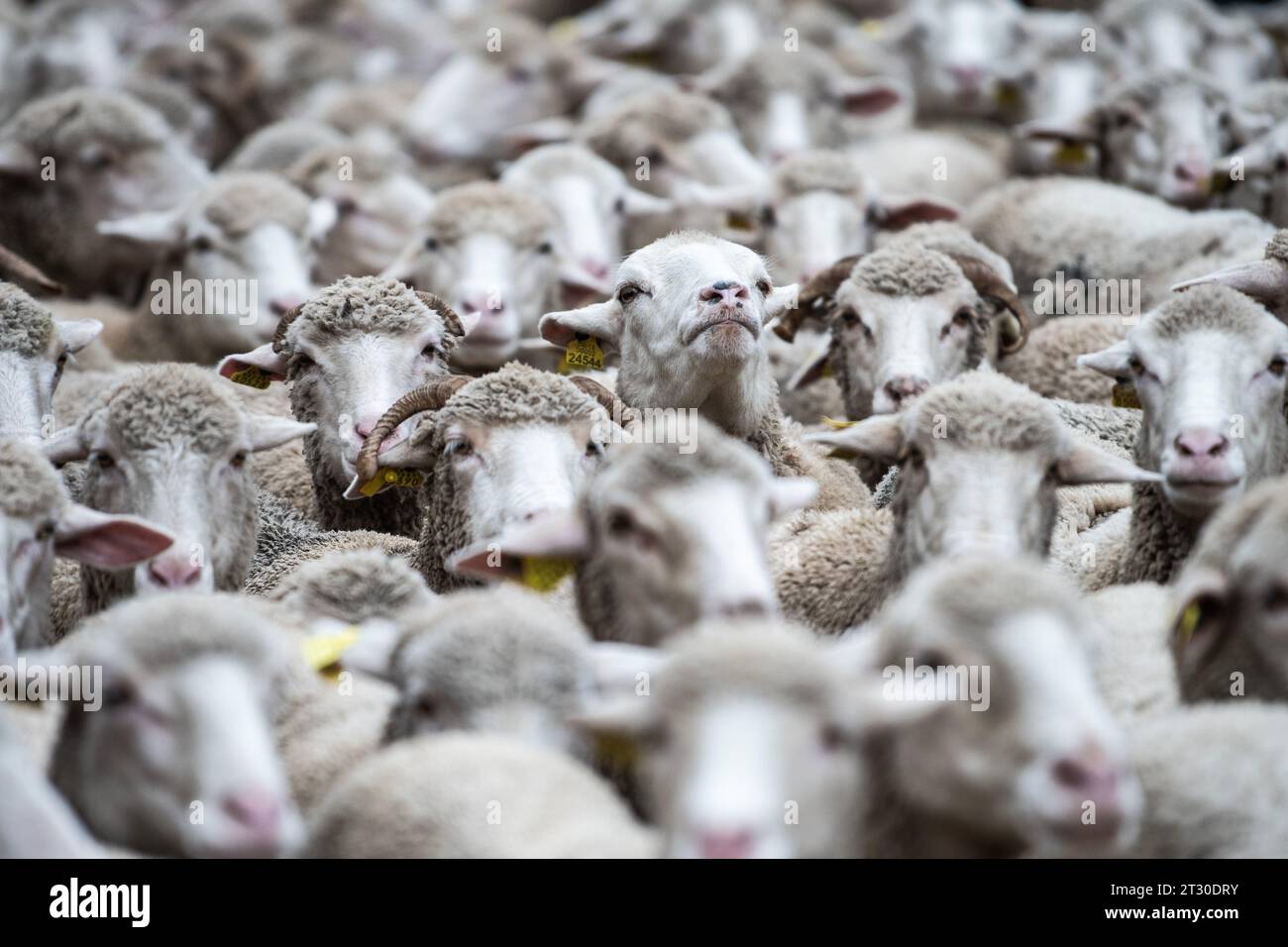 Thousands of sheep hi-res stock photography and images - Alamy