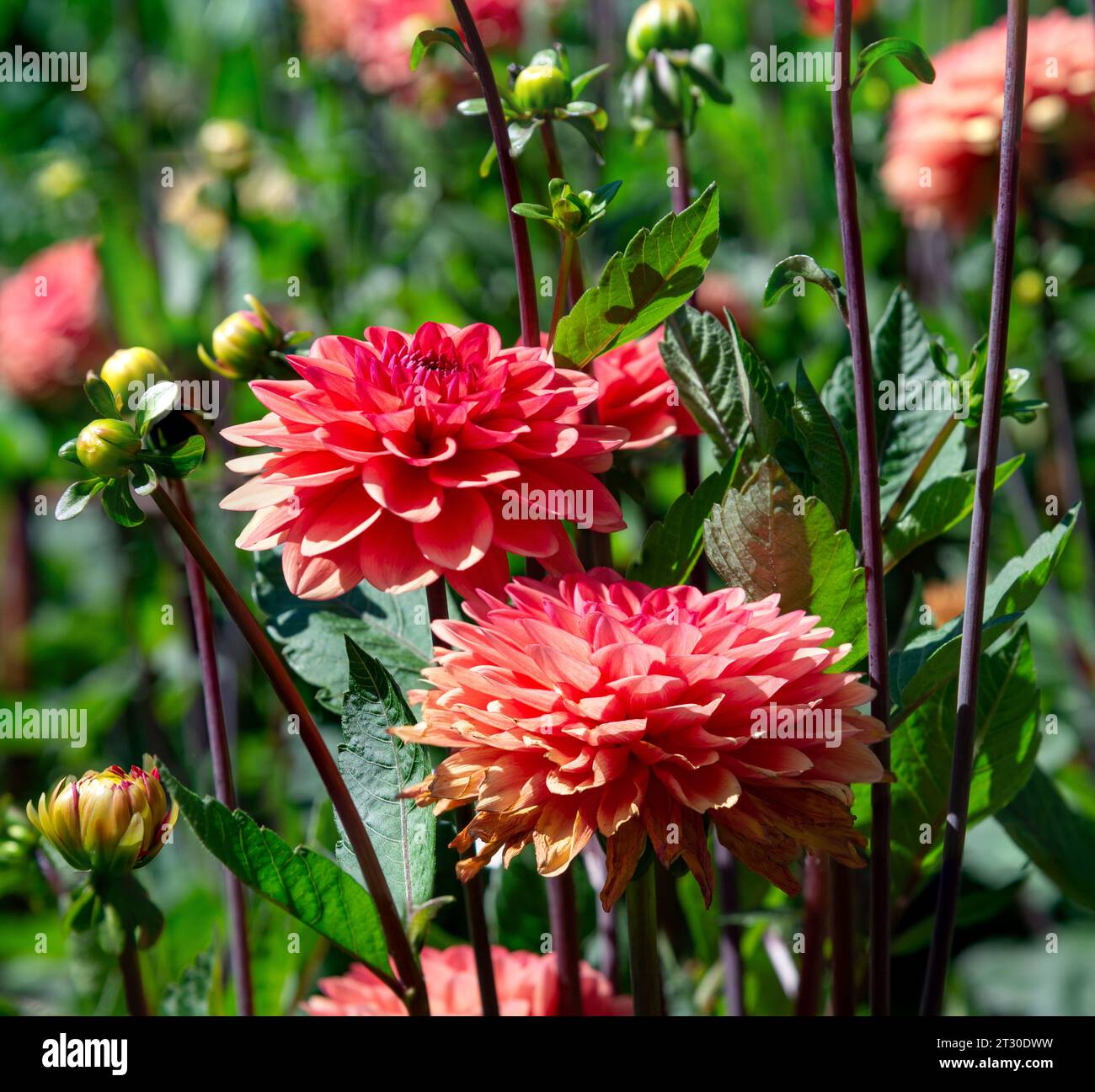 specimen of red pompom dahlia flower Stock Photo - Alamy