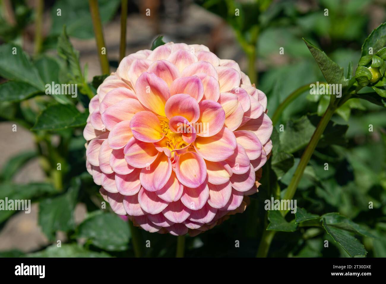 Maikee hi-res stock photography and images - Alamy