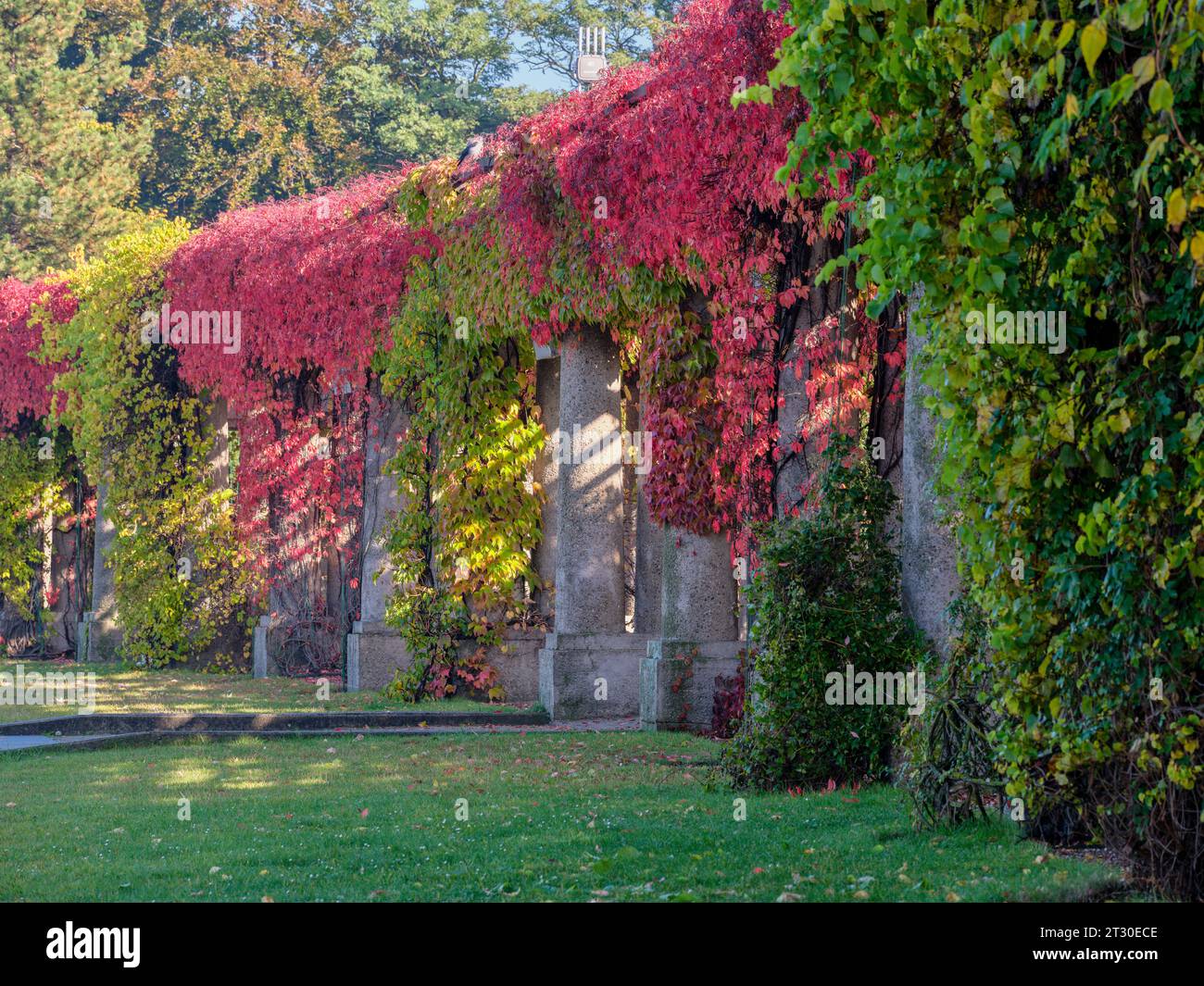 Centennial Hall pergola autumn colorful creepers Rich superb multicolor ...