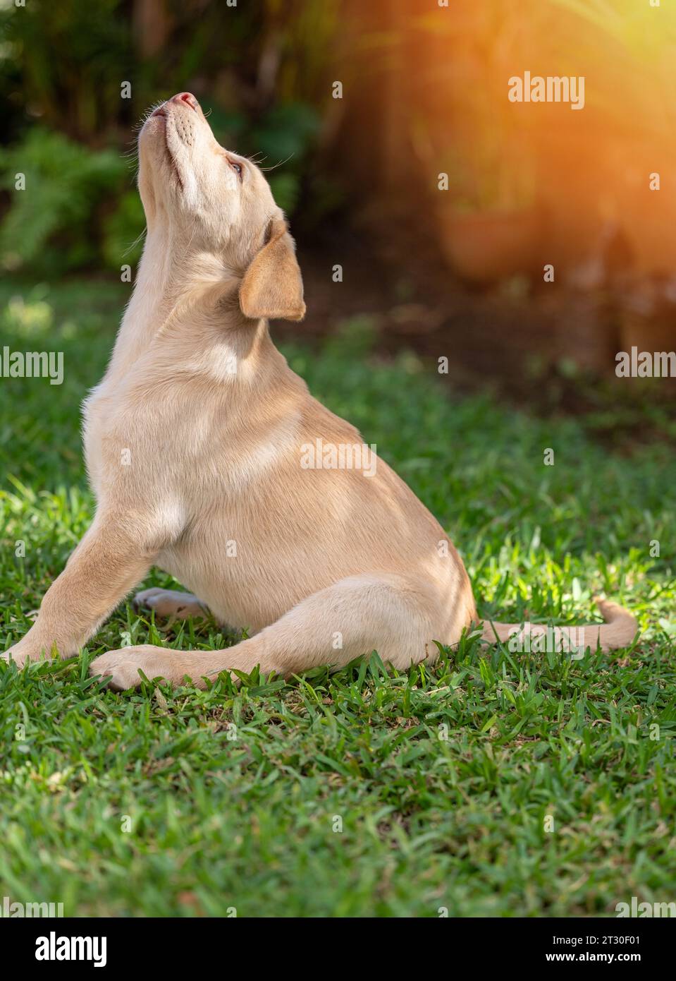 Looking up labrador puppy sitting on green grass background Stock Photo ...