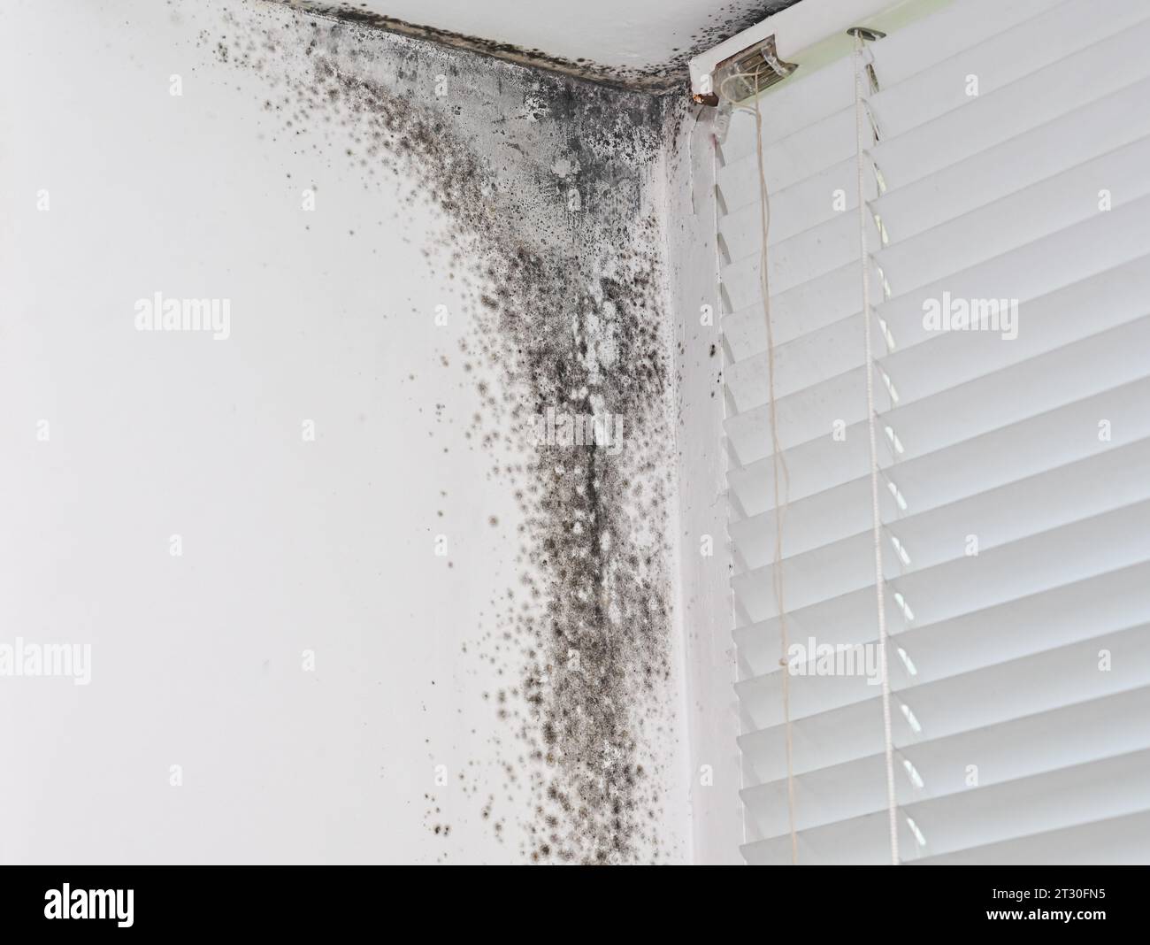 mold in the corner of the window with blinds Stock Photo - Alamy