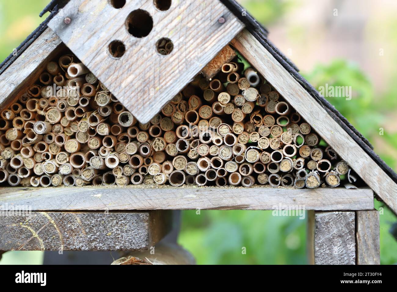 Insect hotel house for wild bees and wasps. Bamboo sticks Stock Photo ...