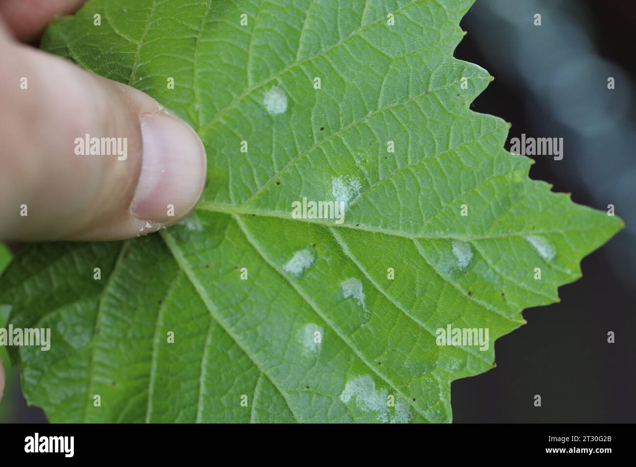 Grapevine blister mite, Eriophyes vitis, white damage blisters on the ...