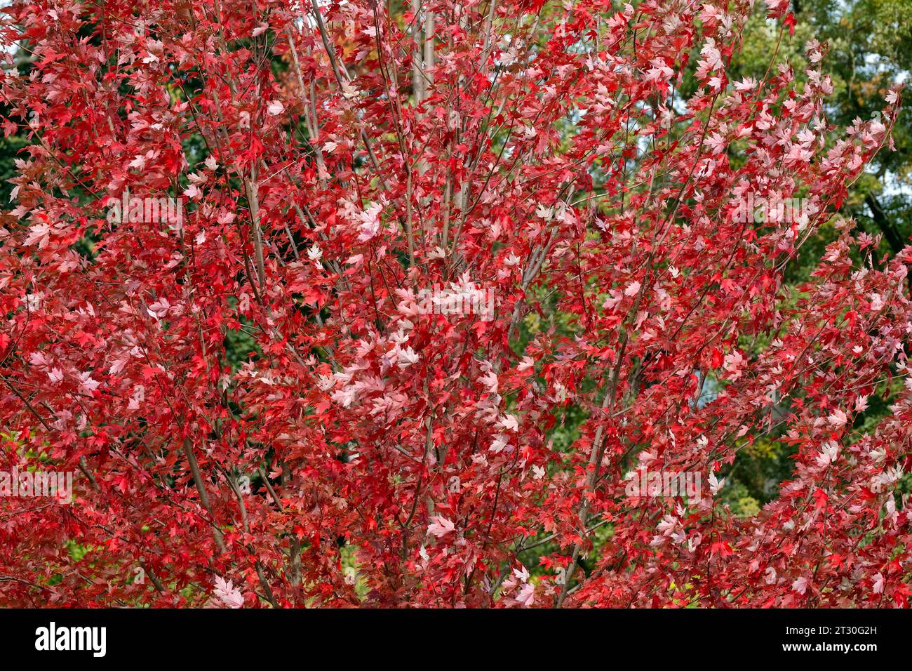 Red leaves on trees in autumn Stock Photo - Alamy