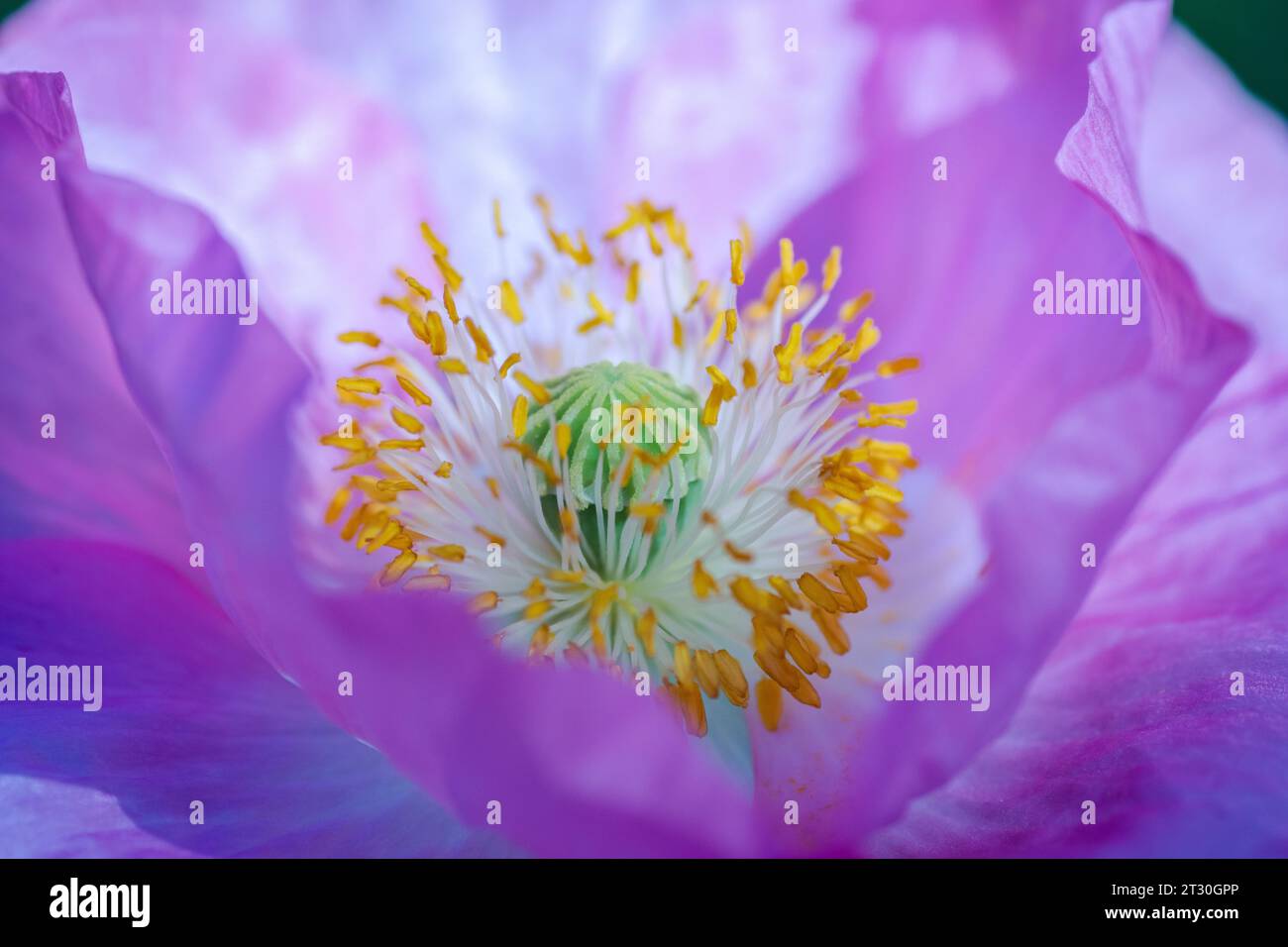 Texas spring wildflower, poppies, larkspur, pastel color, bright native ...