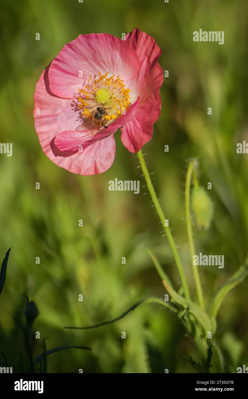 Texas spring wildflower, poppies, larkspur, pastel color, bright native ...