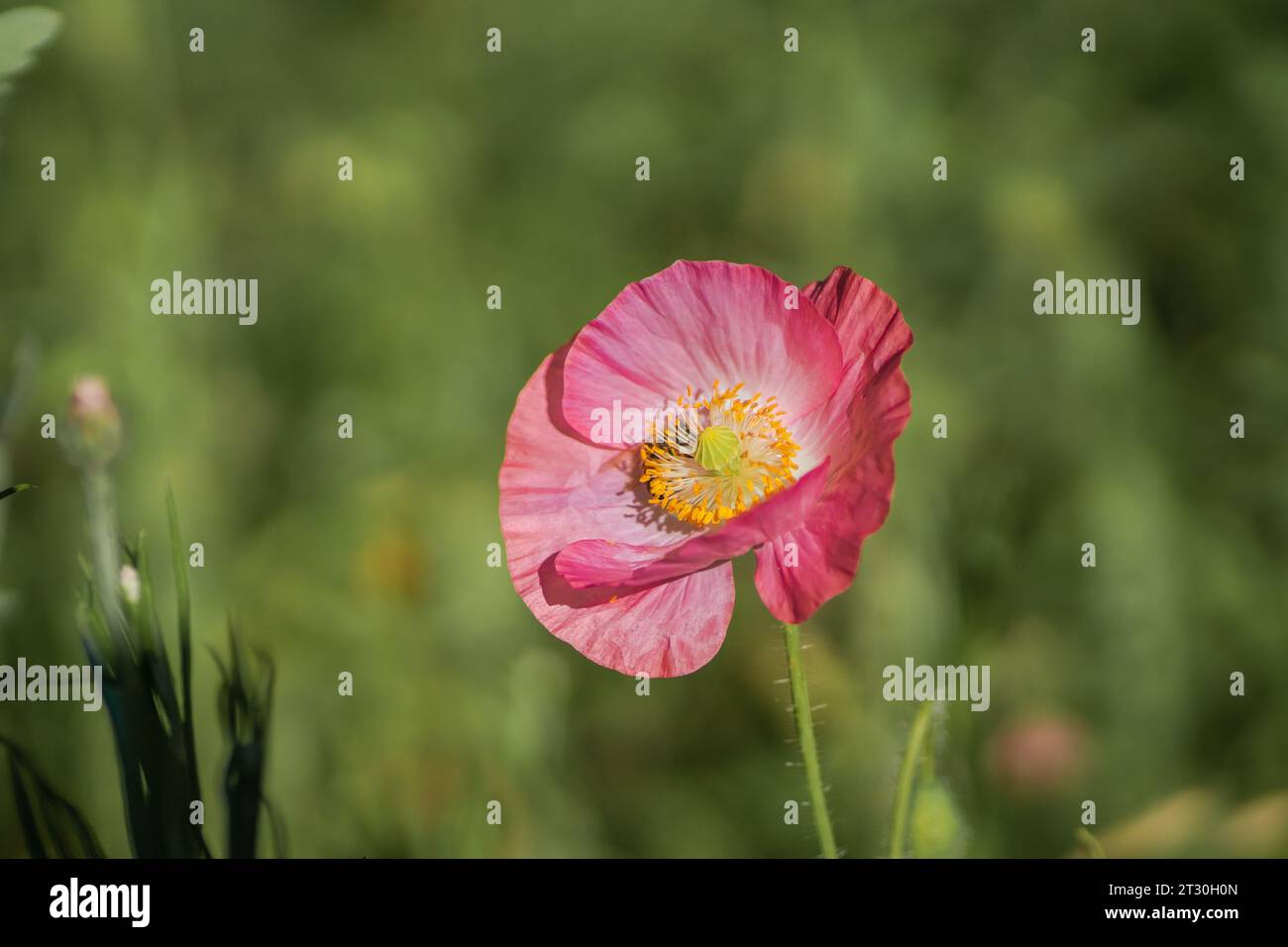 Texas spring wildflower, poppies, larkspur, pastel color, bright native ...