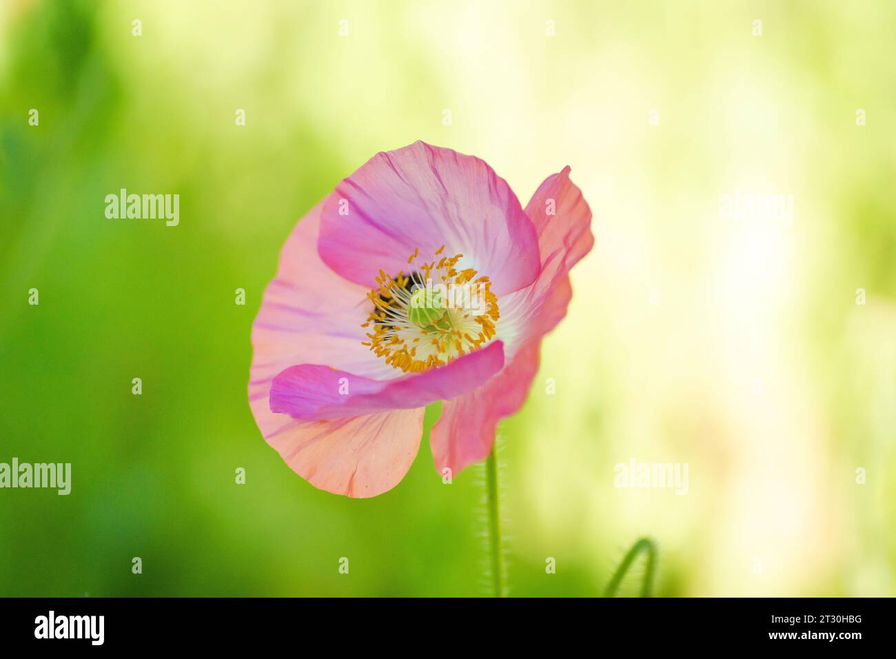 Texas spring wildflower, poppies, larkspur, pastel color, bright native ...