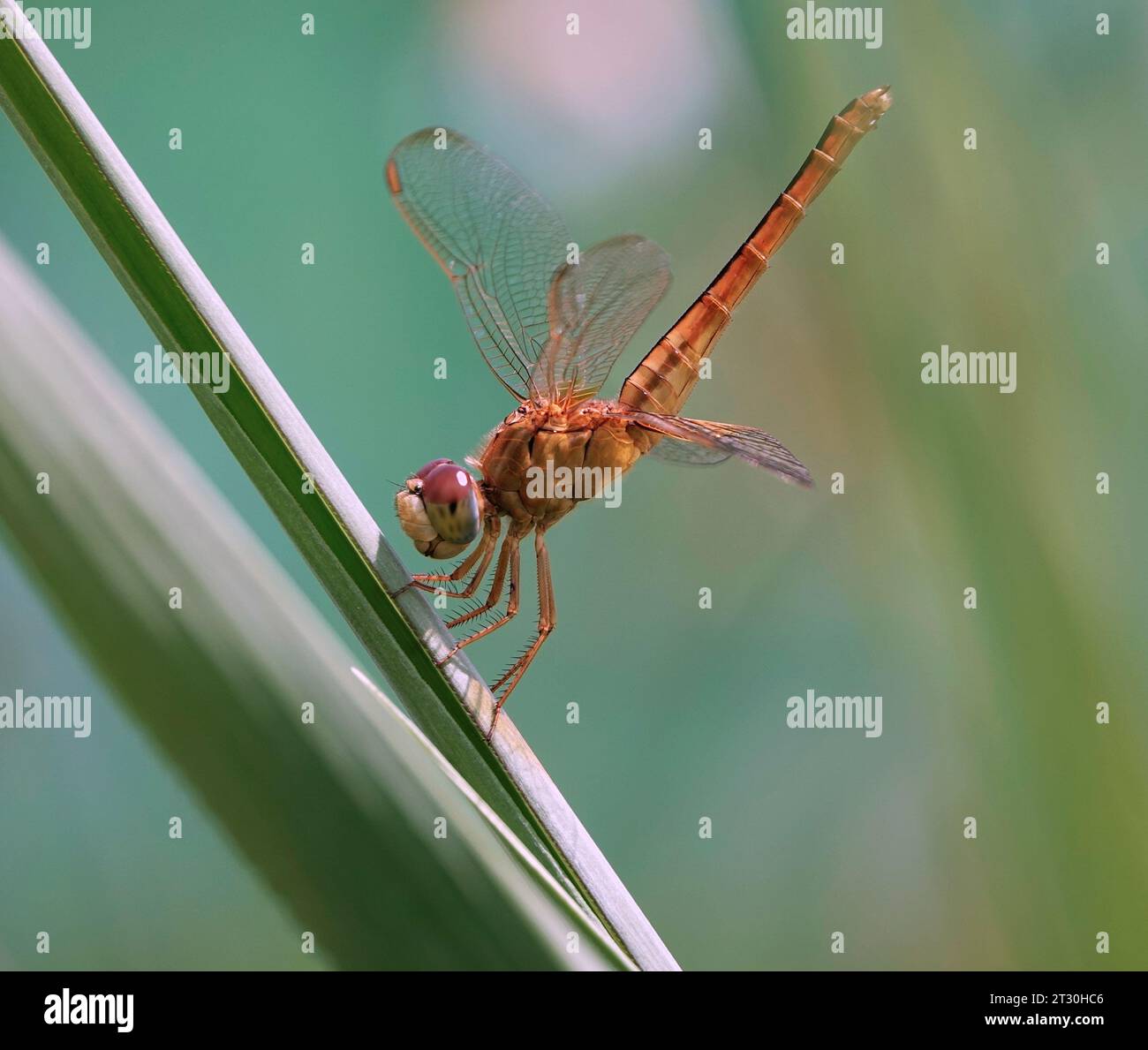 A vibrant dragonfly perched atop a single blade of lush green grass ...