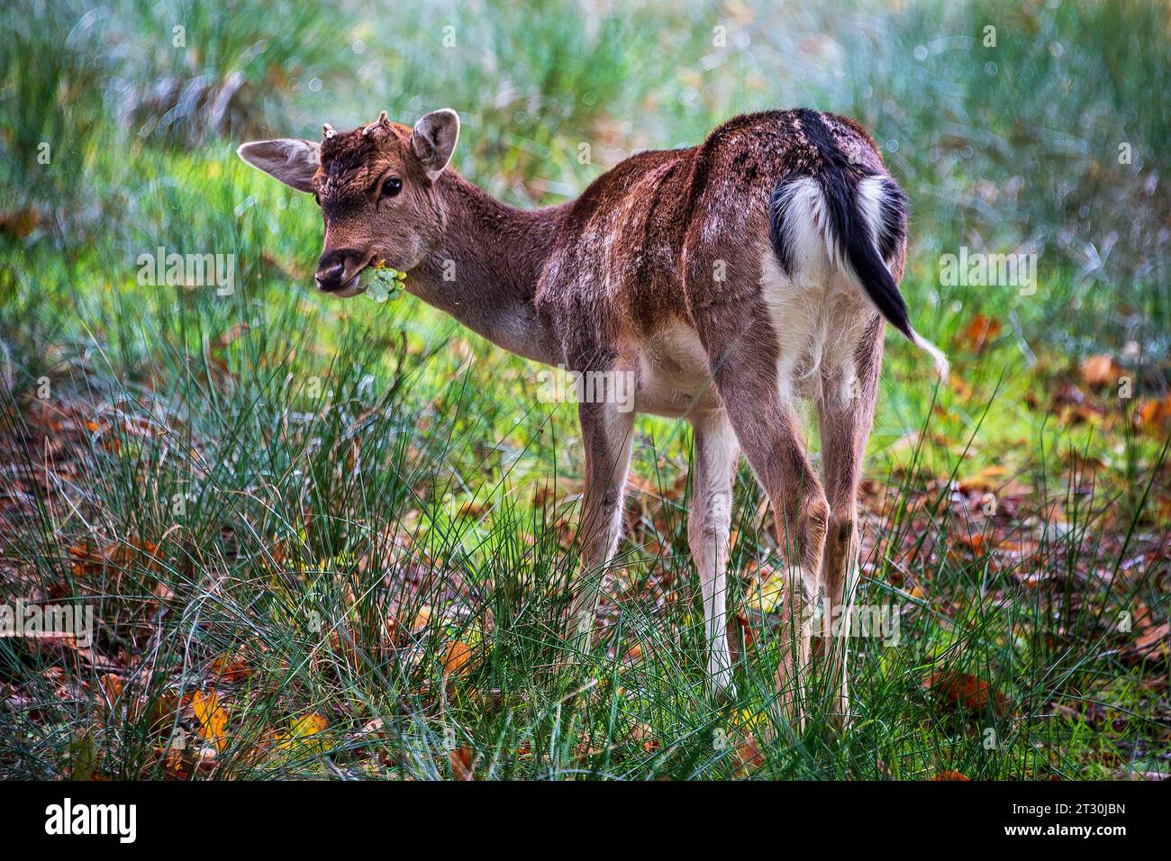 Juvenile buck male fallow deer hi-res stock photography and images - Alamy