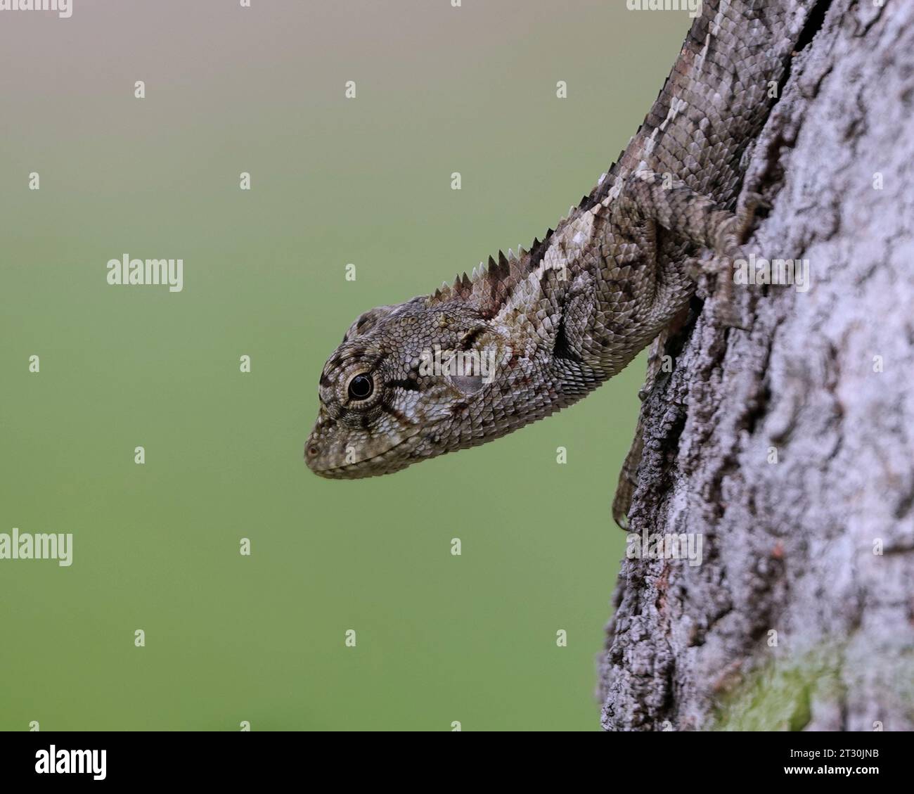 A close-up image of the Taiwan Japalure (Diploderma swinhonis) lizard ...