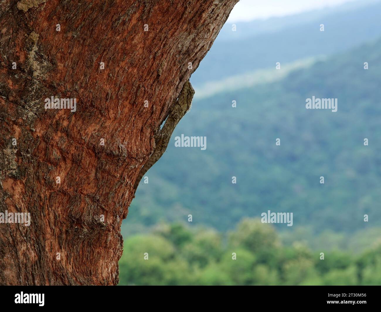 A close-up image of the Taiwan Japalure (Diploderma swinhonis) lizard ...