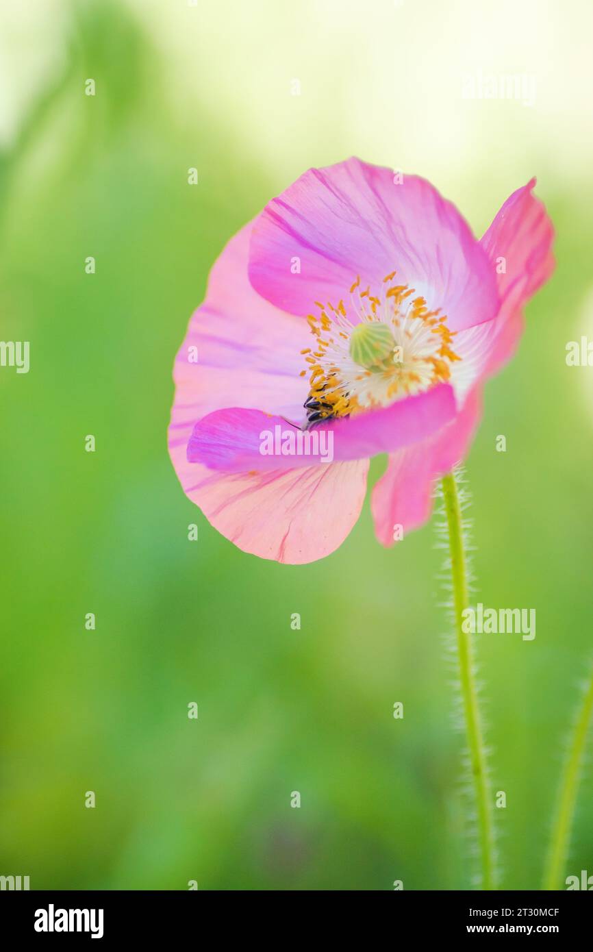 Texas spring wildflower, poppies, larkspur, pastel color, bright native ...