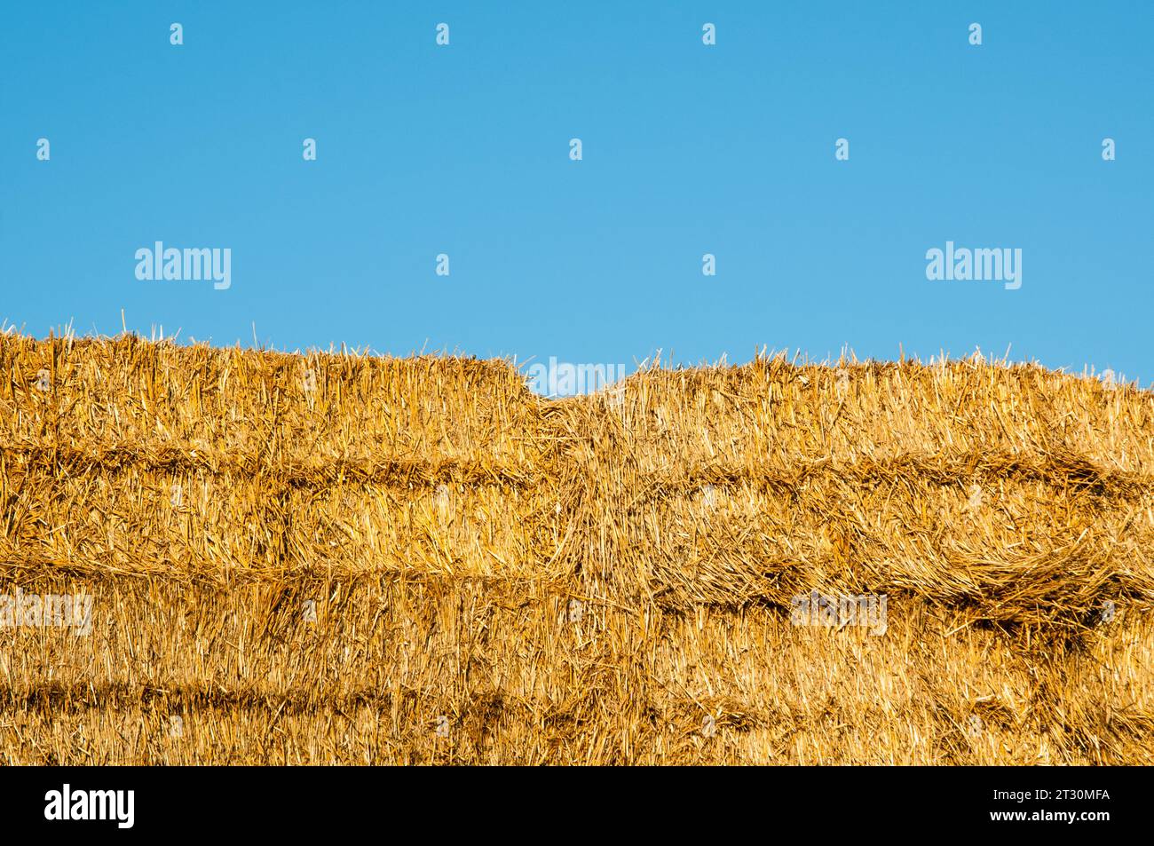 Haystacks. Hay bales in the agricultural field. Hey bales. Harvest time ...